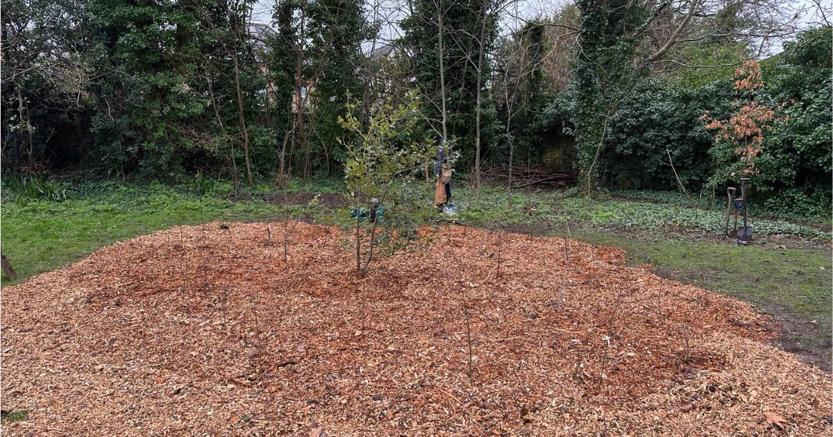 Ford Copse tree planting event